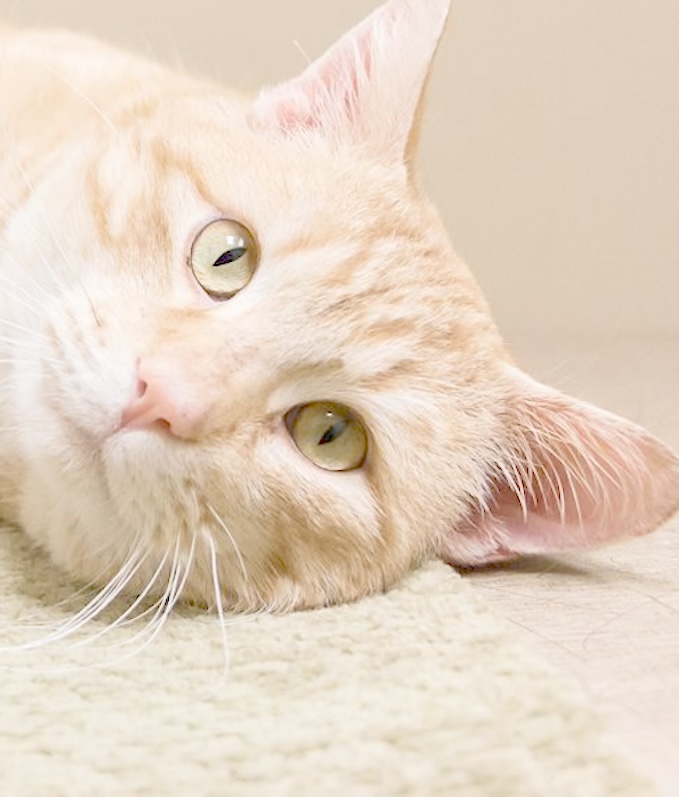 Home - Feline Friends Chicago